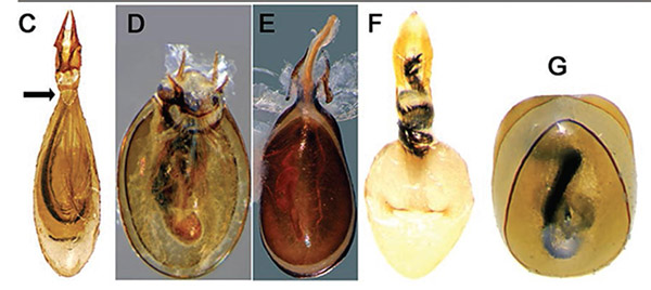 动物所发现阳茎极度退化与内囊高度复杂化是甲虫物种分化与形态进化的特殊机制----中国科学院