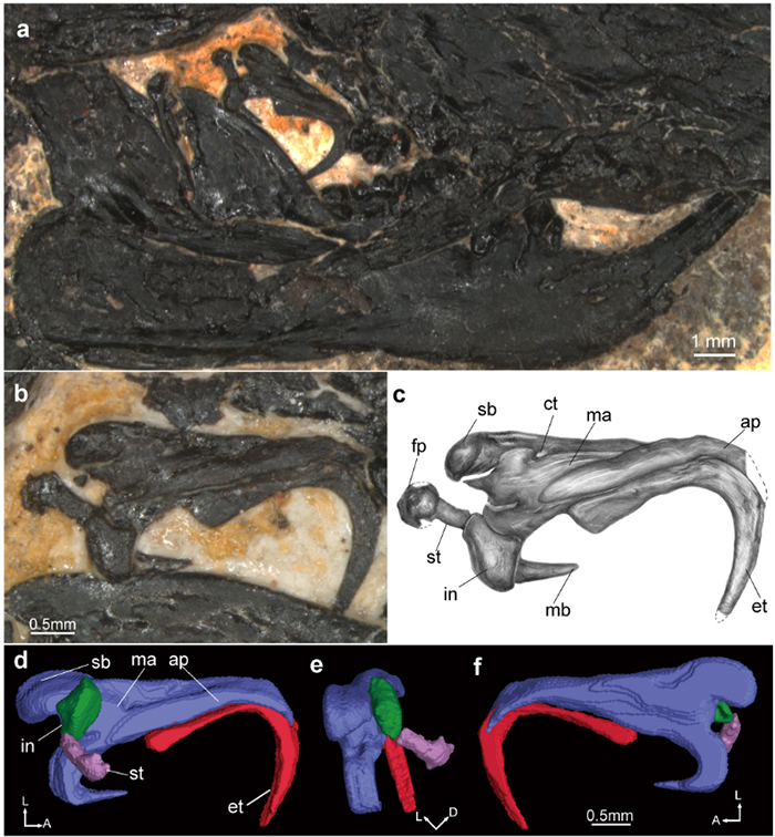 早白垩世哺乳动物化石揭示中耳演化新模式----中国科学院