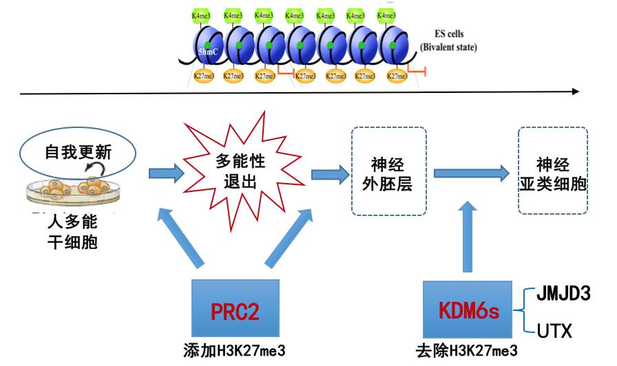广州生物院揭示H3K27me3去甲基化酶KDM6家族调控人神经发生的关键作用----中国科学院