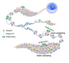 生物物理所揭示RYBP-/YAF2-PRC1复合物和组蛋白H1介导染色质压缩协同促进H2AK119ub蔓延和继承的分子机制----中国科学院