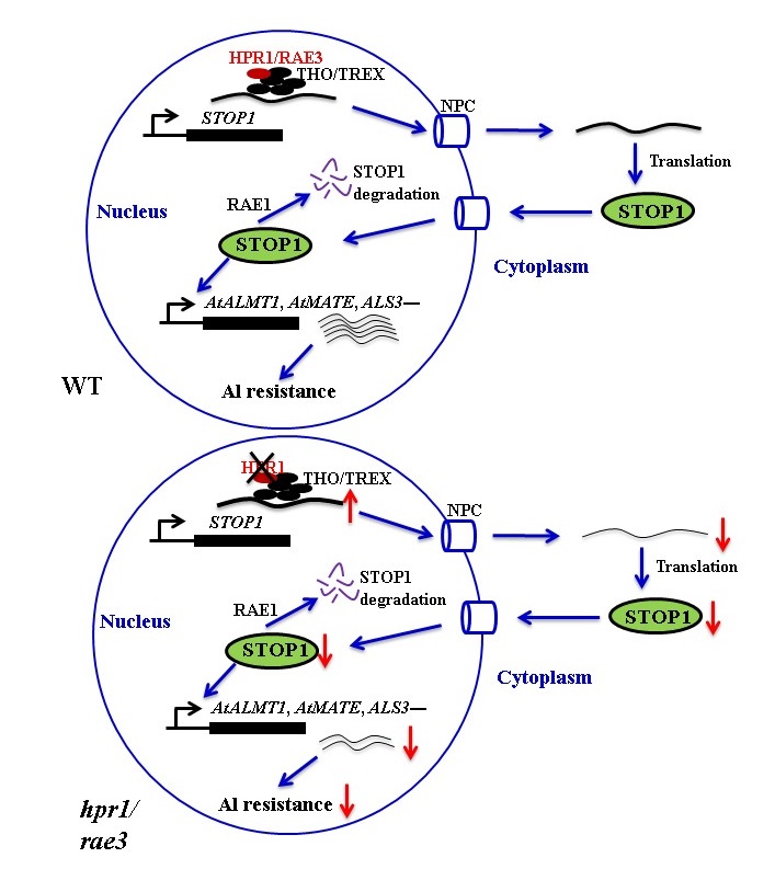 研究发现mRNA输送因子HPR1通过调节STOP1 mRNA的核质运输从而调控植物抗铝毒的机制----中国科学院