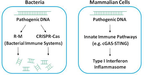 生物物理所揭示Type I R-M系统的组装、催化和调控机制----中国科学院