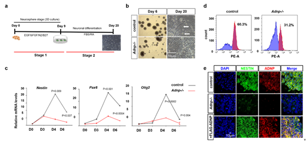 水生所揭示自闭症相关蛋白ADNP在神经诱导和分化中的关键作用----中国科学院