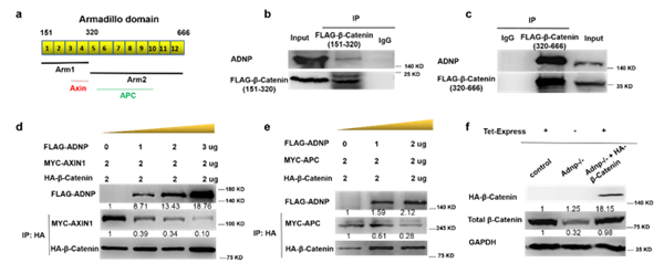 水生所揭示自闭症相关蛋白ADNP在神经诱导和分化中的关键作用----中国科学院