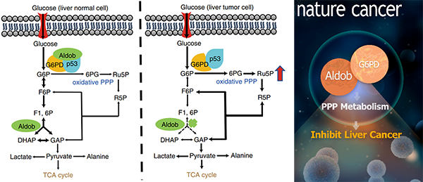 营养与健康所合作发现调控肝癌代谢重编程新机制----中国科学院