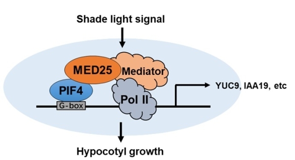 遗传发育所在番茄避荫反应调控机制研究中获进展----中国科学院