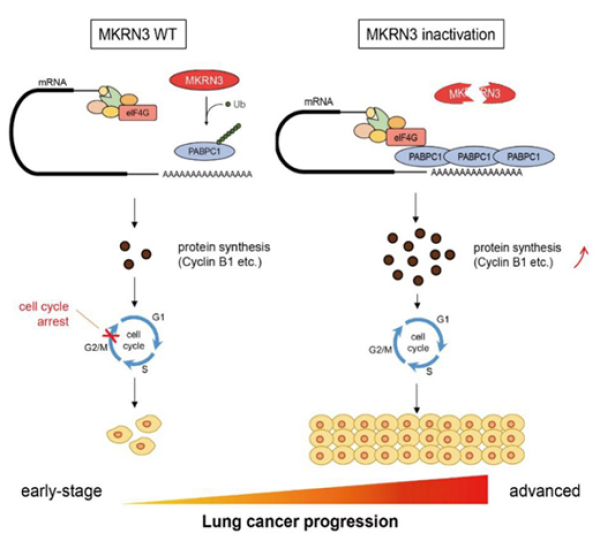 研究发现性早熟致病基因 MKRN3 失活促进肺癌进展的机制----中国科学院