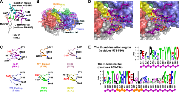武汉病毒所提出从头合成型病毒RdRP引发RNA合成的诱导契合机制----中国科学院