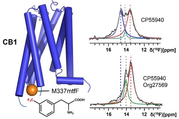 生物物理所等在GPCR别构调节机制研究方面取得进展----中国科学院