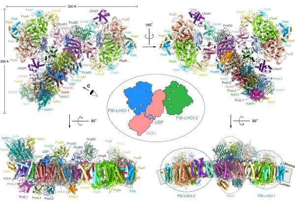植物所等解析大麦叶绿体PSI-NDH膜蛋白超大分子复合物空间结构----中国科学院