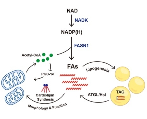 遗传发育所揭示NAD激酶协同调控脂滴和线粒体代谢新机制----中国科学院