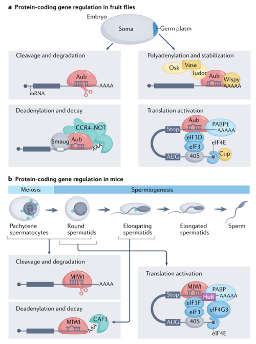 分析细胞卓越中心等发表关于piRNA的综述文章----中国科学院