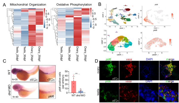 水生所等揭示线粒体动态调控鱼类生殖干祖细胞命运决定的新机制----中国科学院
