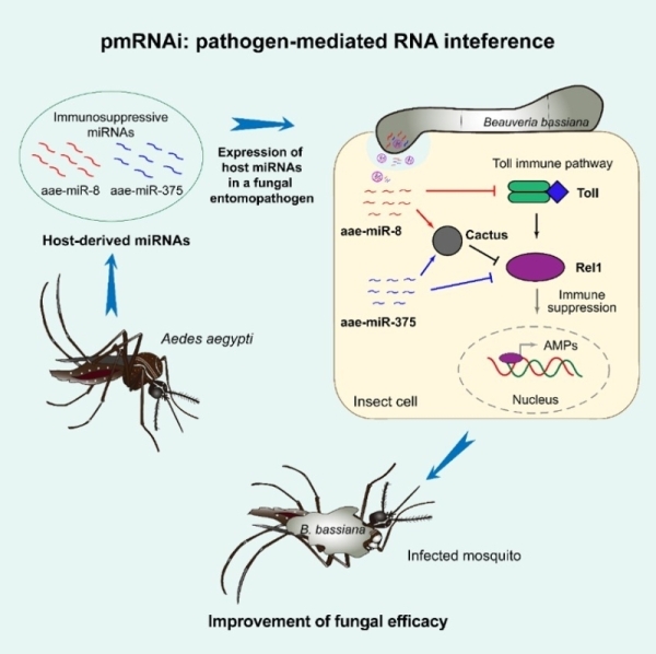 分子植物卓越中心等研发出利用跨界RNAi提高生防真菌杀虫效力的新方法----中国科学院