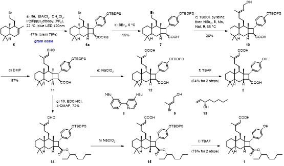 昆明植物所在香茶菜属植物杂二萜的发现与仿生合成研究中取得进展----中国科学院