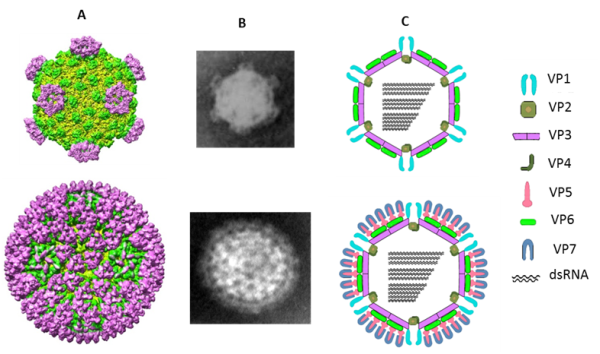《水生呼肠孤病毒》在线出版----中国科学院
